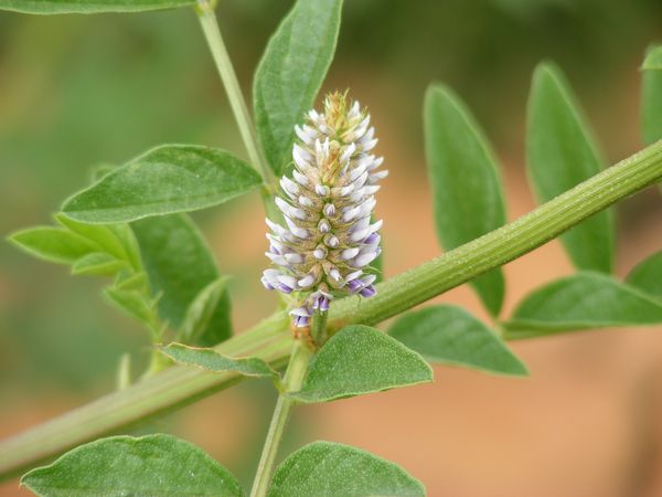 Alcaçuz - Propriedades Medicinais - Elisabete Milheiro